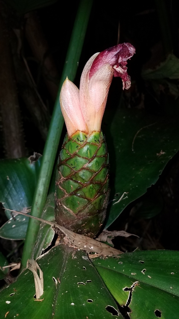 Costus amazonicus from Pastaza, EC-PA, EC on February 21, 2020 at 09:59 ...