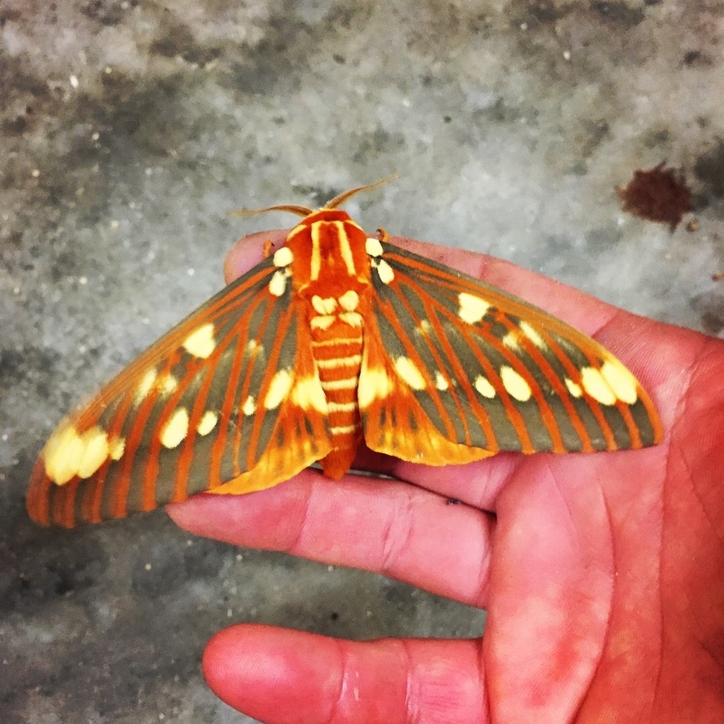 Regal Moth from Cherry Tree Ln, Mountain Home, AR, US on July 22, 2017 ...