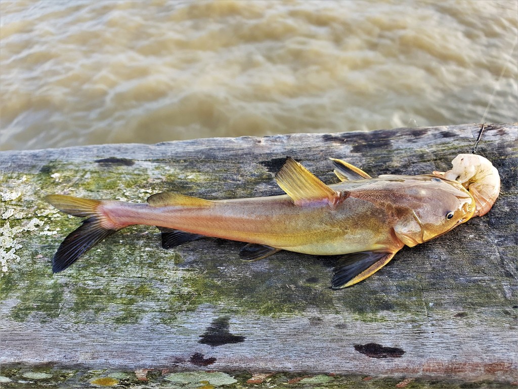 Gillbacker Sea Catfish in February 2020 by Gerry van Tonder · iNaturalist