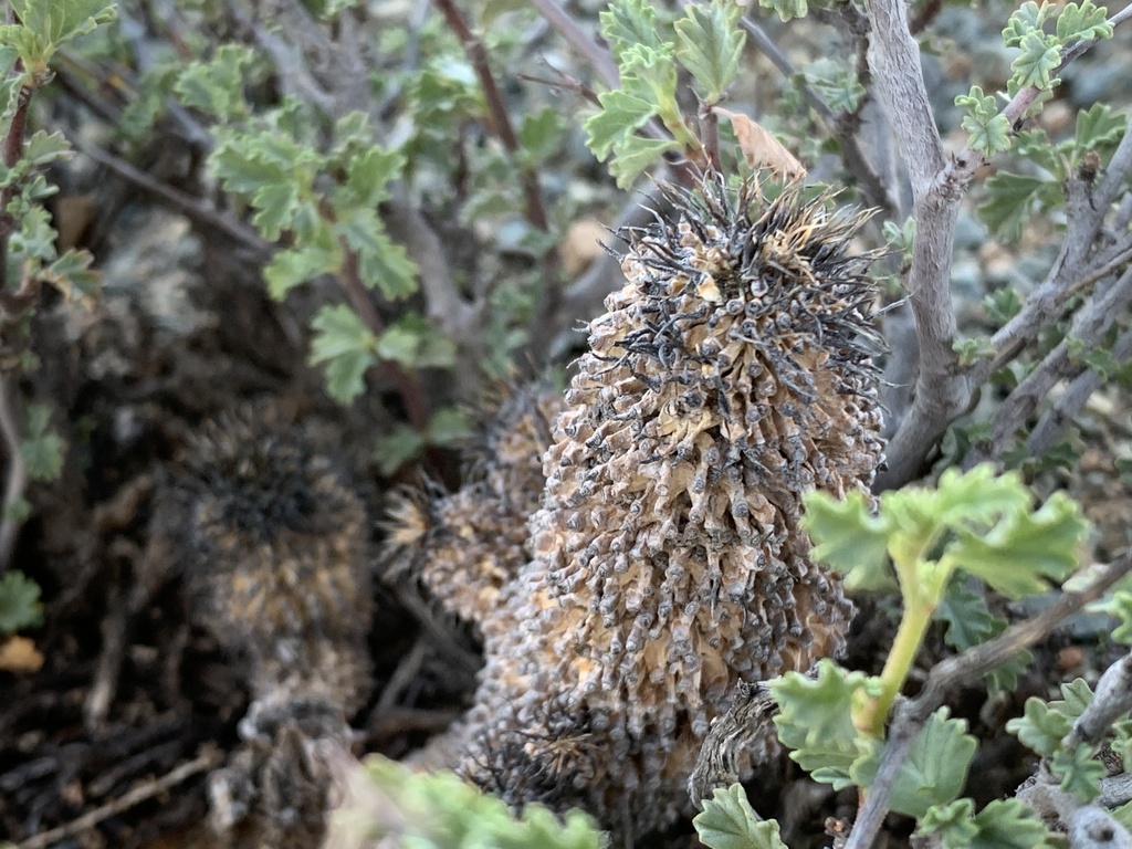 Edible True Ghaap from Prince Albert Rural, Prins Albert, Western Cape ...