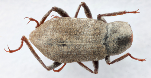 Helichus suturalis · iNaturalist