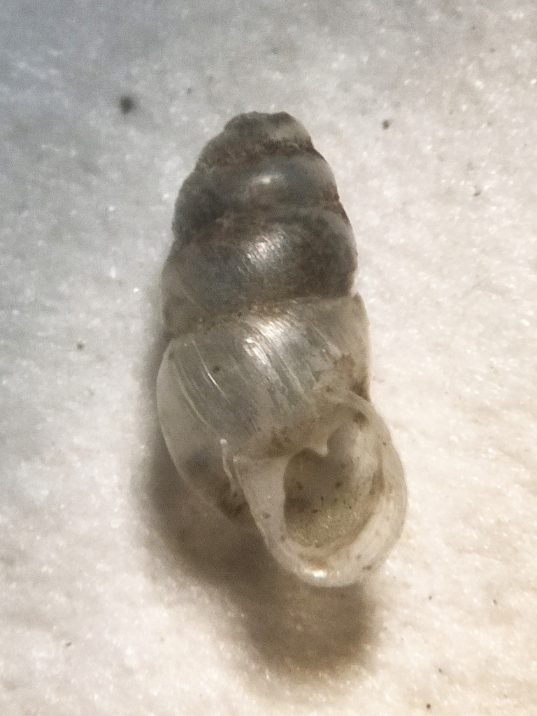 Bark Snaggletooth (Soft-Bodied Animals of Appalachia) · iNaturalist