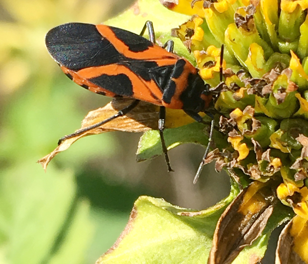 False Milkweed Bug (EwA Guide to the Insects and Spiders of the Fells ...