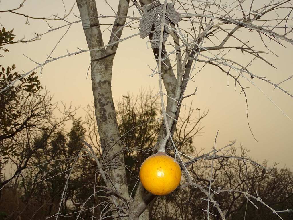 Spiny monkey orange from Copargo, Donga, Benin on January 08, 2020 at ...