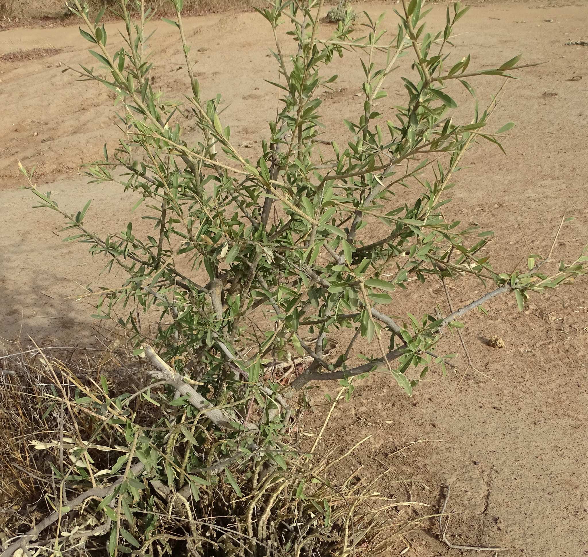 Boscia angustifolia A.Rich.