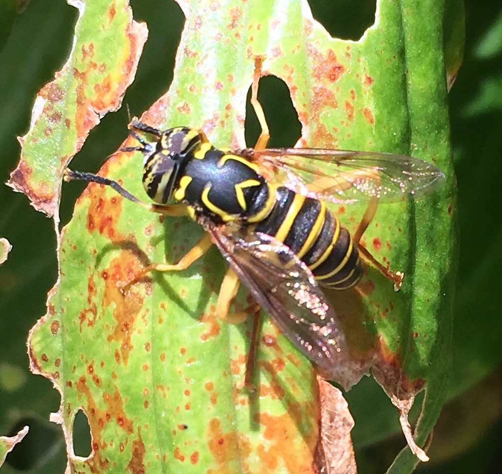 Eastern Hornet Fly (EwA Guide to the Common Arthropods of the Fells (US ...