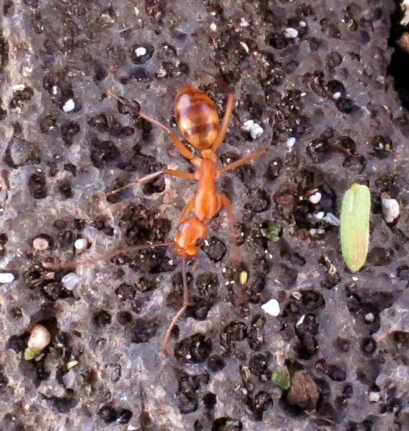 Hawaiian Carpenter Ant from Kaloko-Honokohau National Historical Park ...