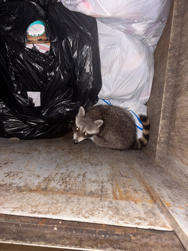 Common Raccoon from Campus Lake Ln, Baton Rouge, LA, US on February 27 ...