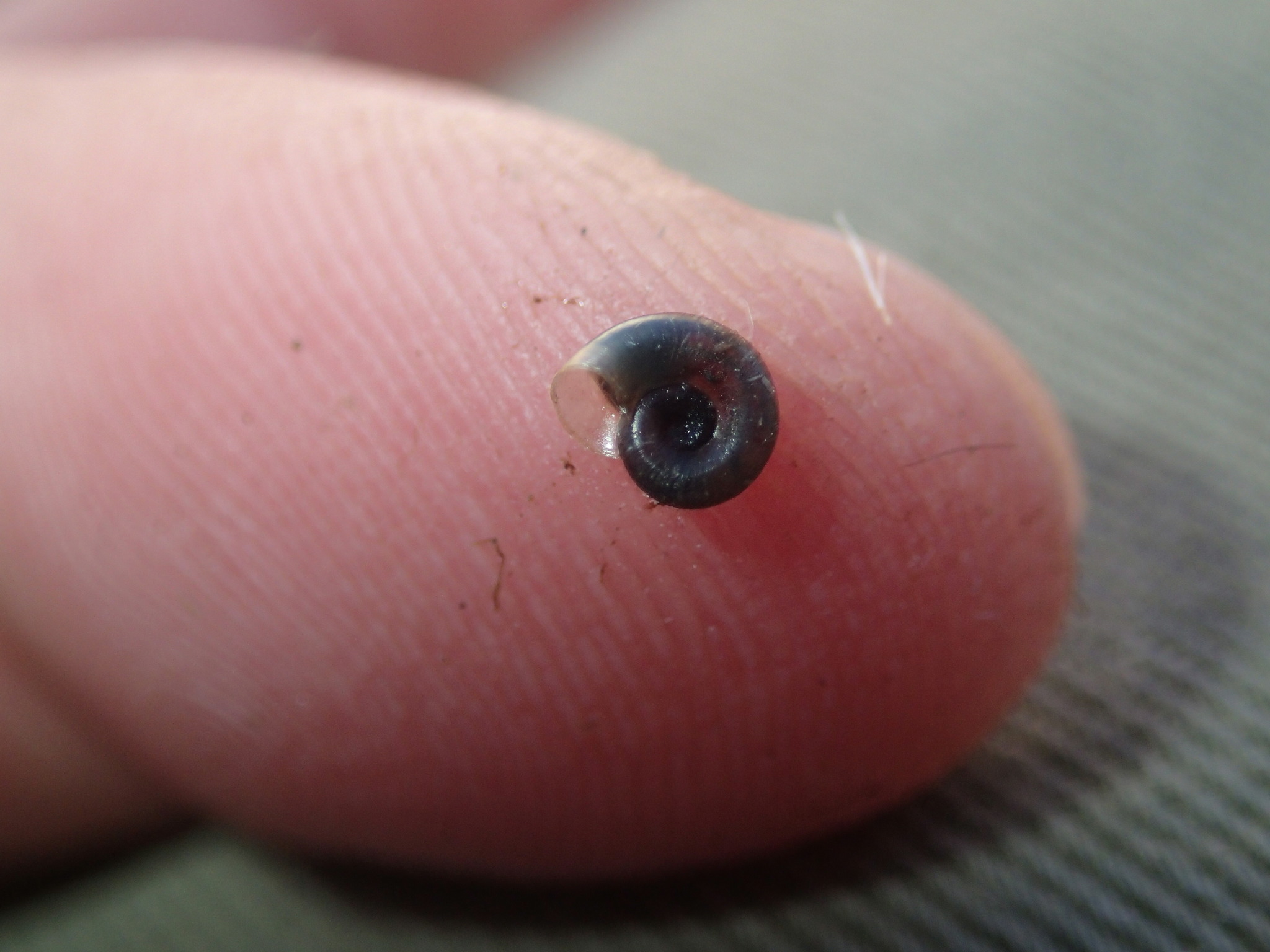 Gyraulus parvus (Say, 1817)