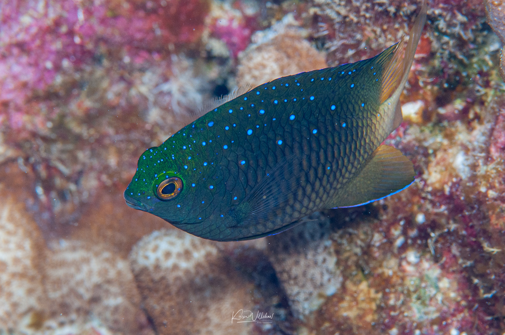 Jewel Damsel (Stegastes lacrymatus) - Marine Life Identification