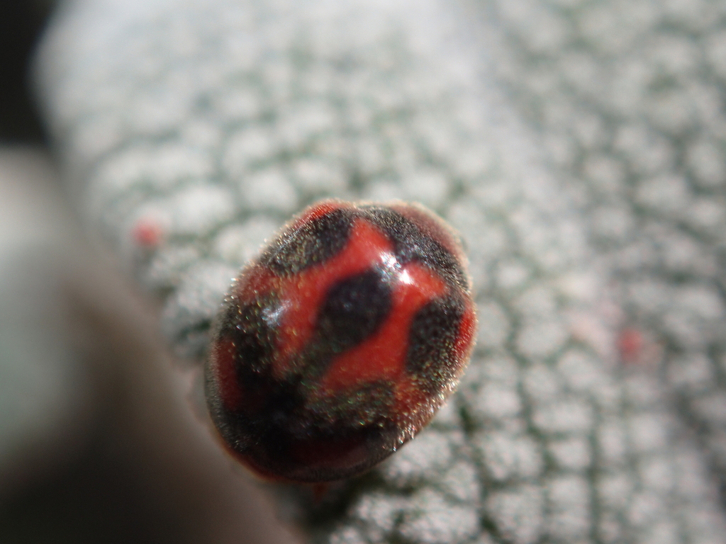 Vedalia Beetle from Carson, CA, USA on February 04, 2017 at 11:11 AM by ...