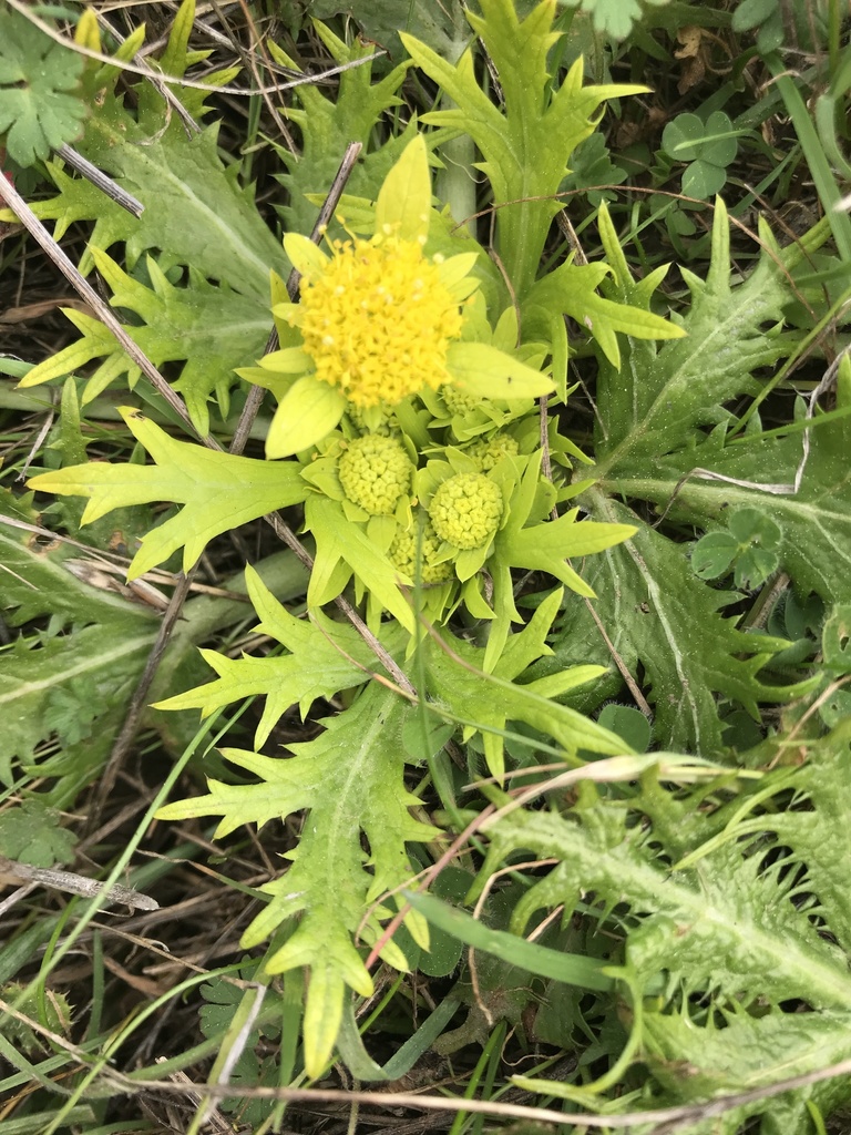 Footsteps of spring from San Juan Bautista, CA, US on February 22, 2020 ...