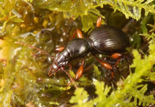 Broscosoma doenitzi · iNaturalist