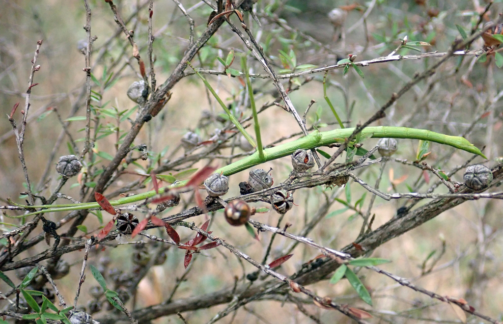 Smooth Stick Insect from Waikato, northern Hamilton Basin, Tauhei ...
