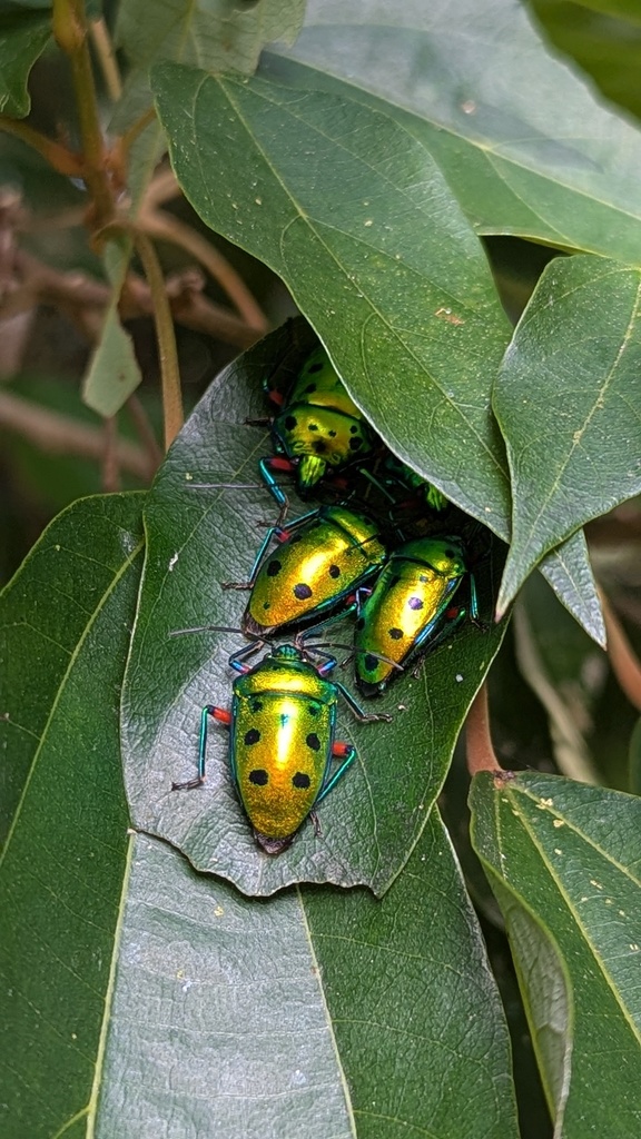 Calliphara excellens in February 2026 by kochihira · iNaturalist