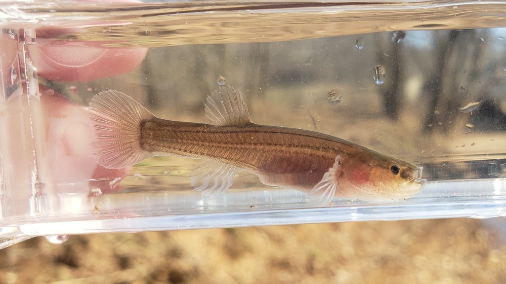 Karst Cavefish from Trigg County, KY, USA on February 22, 2020 at 11:42 ...