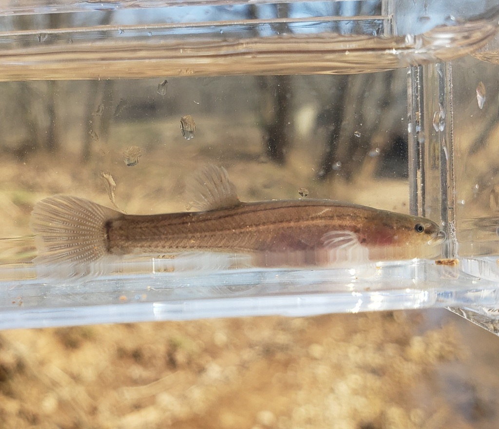 Cavefishes (Amblyopsidae) - Marine Life Identification