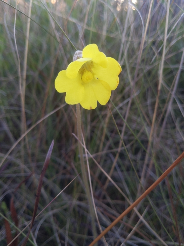 Yellow Butterwort in February 2020 by Sophia Fonseca · iNaturalist