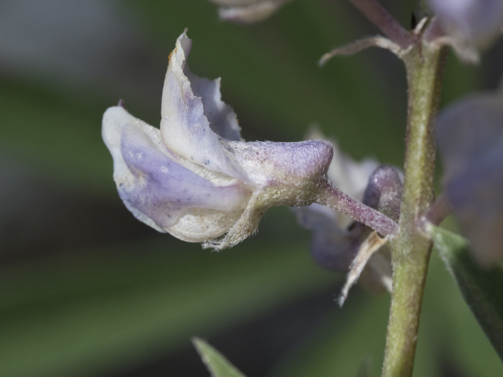 Spur Lupine (Plants of Bend/Sisters Area Oregon, USA) · iNaturalist