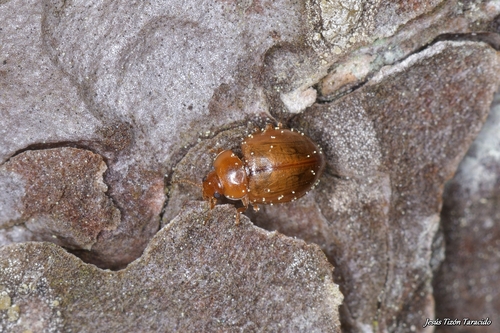 Genus Iberorhyzobius · iNaturalist