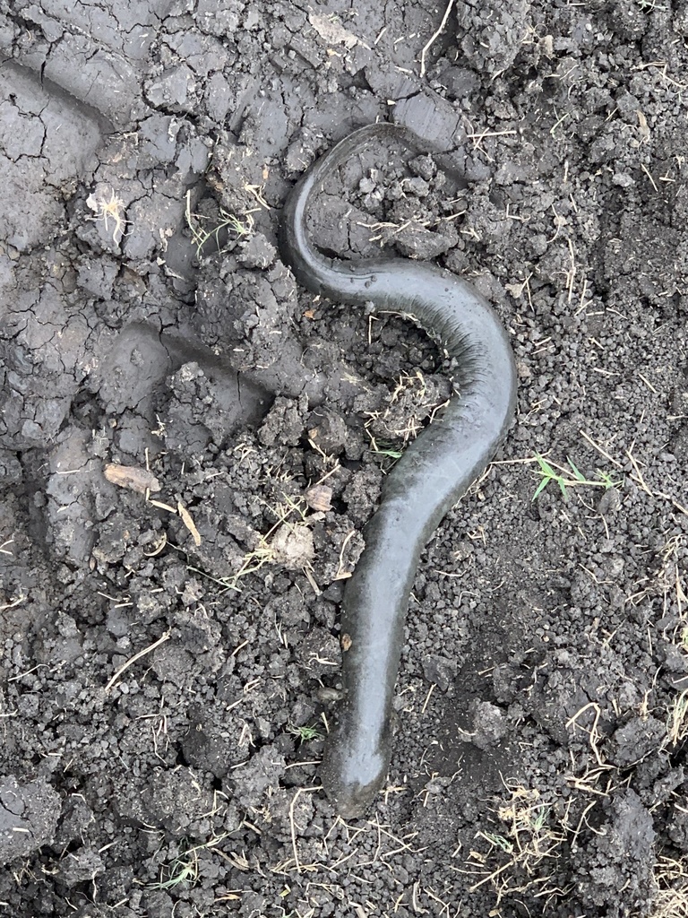 Lesser Siren from S County Road 305, Orange Grove, TX, US on February ...