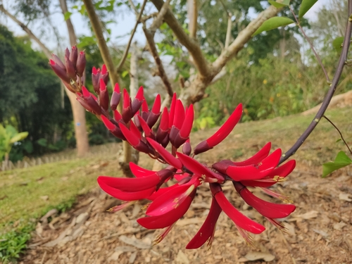 Red Bean Tree (Magnoliopsida (Dicots) of the Mfolozi River catchment ...