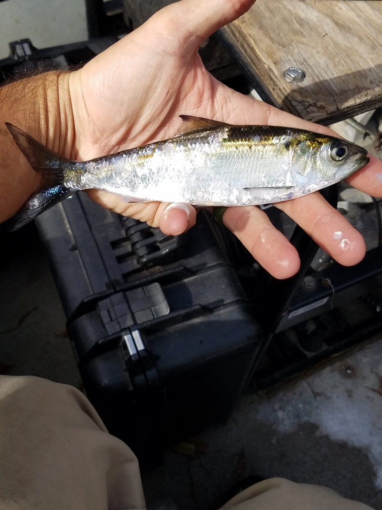 Alabama Shad from Union Park, FL 32817, USA on December 20, 2019 at 01: ...