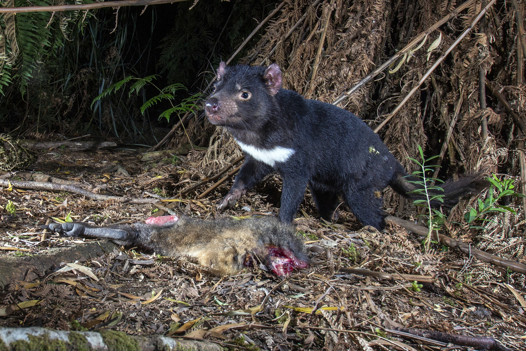 Tasmanian Devil from Togari TAS 7330, Australia on January 16, 2020 at ...