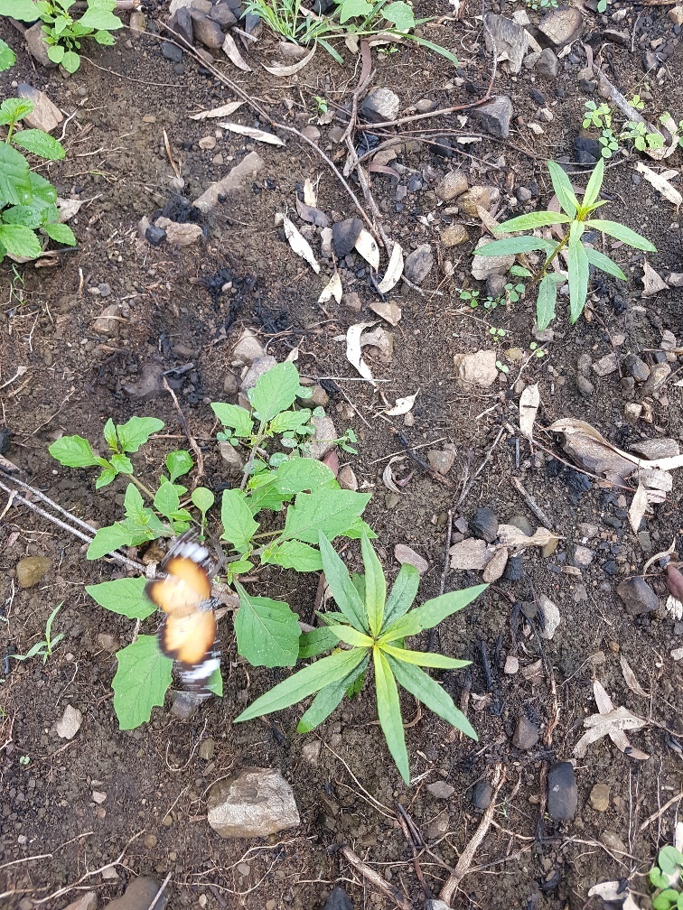 Lesser Wanderer from Ravensbourne QLD 4352, Australia on February 15 ...