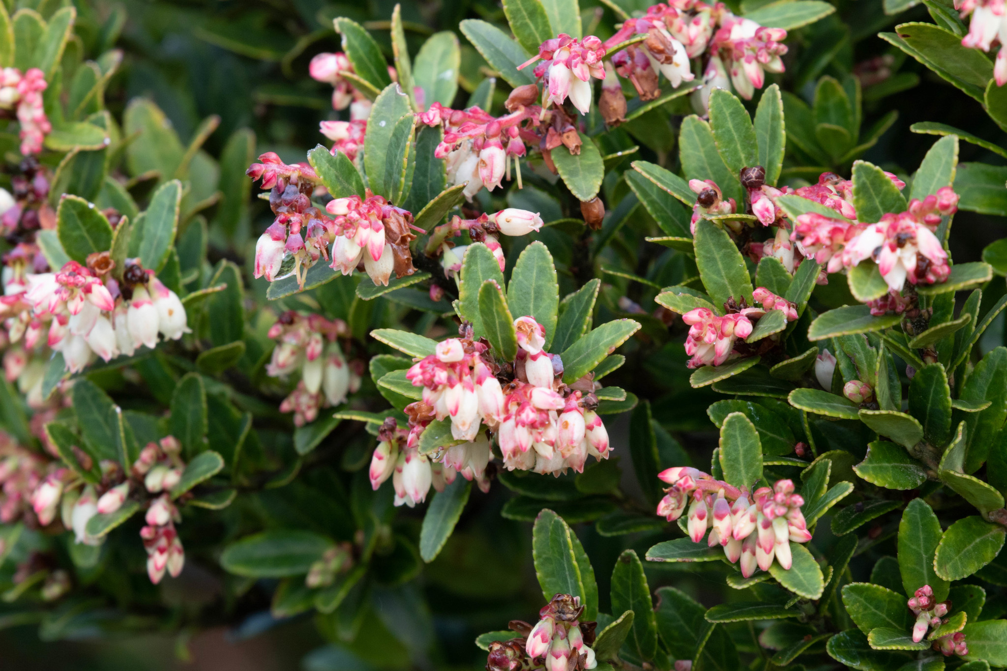 Vaccinium consanguineum Klotzsch