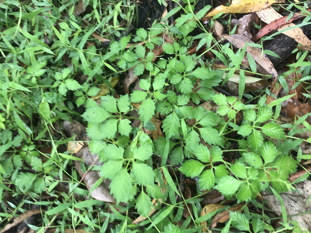 Slender Grape from Quinzeh Creek Road, Cedar Creek, QLD, AU on February ...