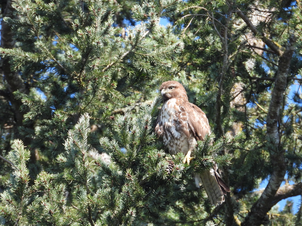 Red-tailed Hawk from Market District, Eugene, OR 97401, USA on February ...