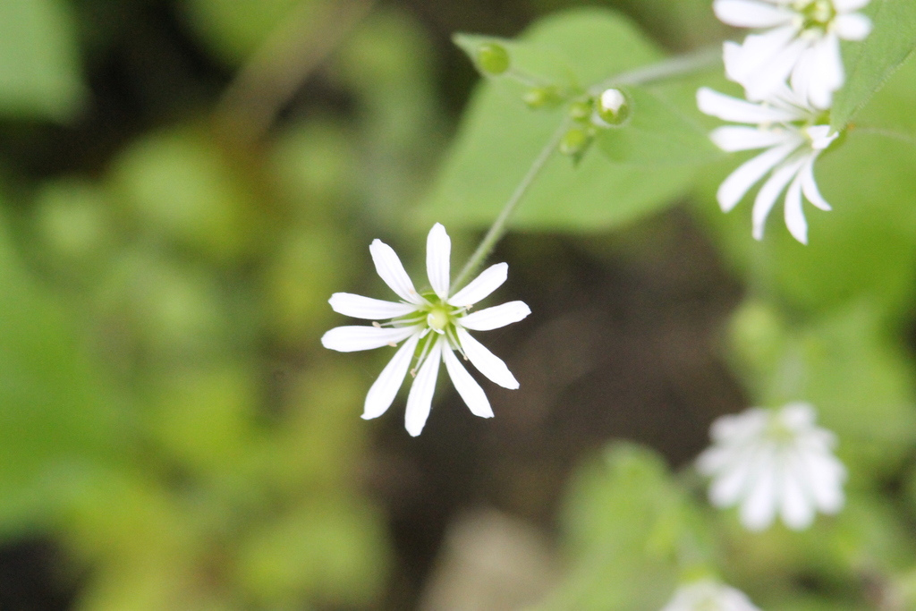 Mexican Chickweed (Wildlife and Wildflowers of Texas - Plants Pt.2 ...