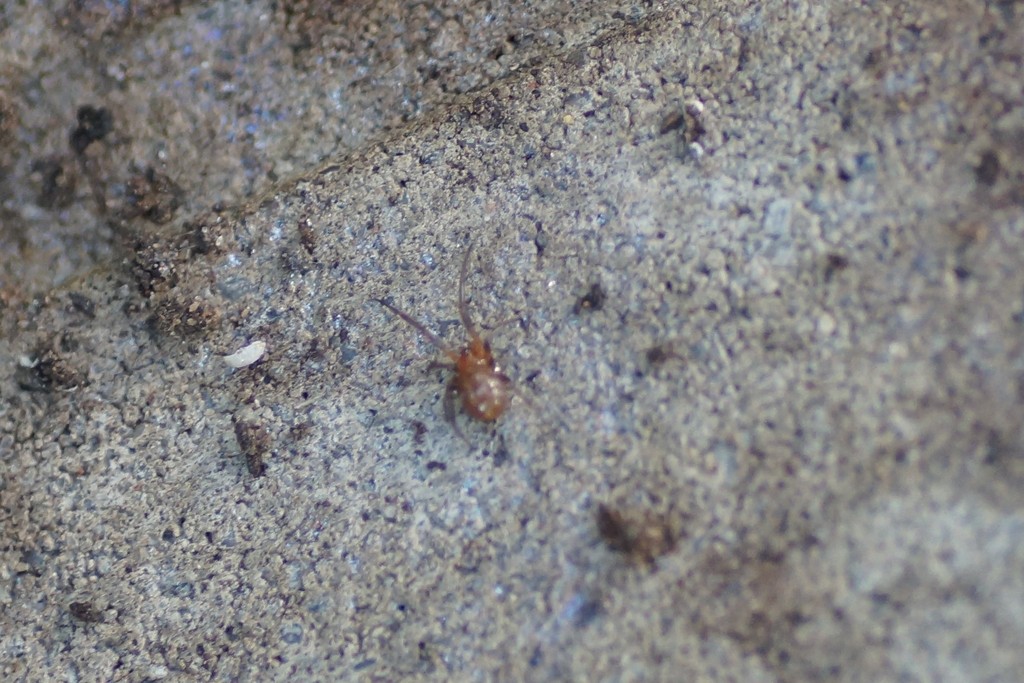 Black Cobweb Spider from Geelong VIC, Australia on February 22, 2020 at ...