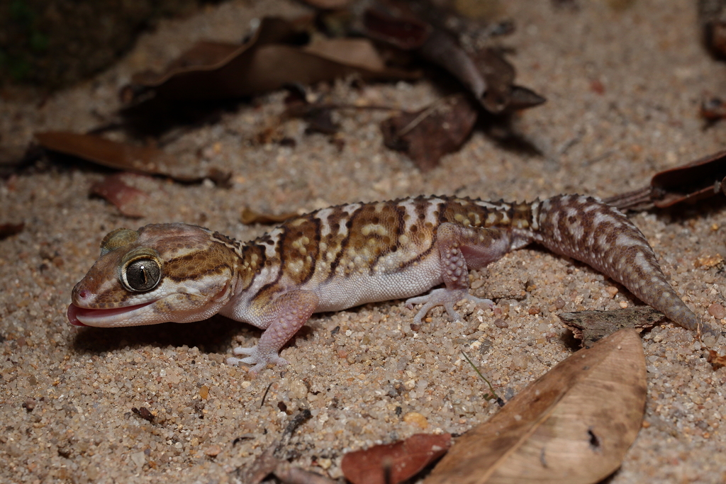 Madagascar Ground Gecko from Isalo National Park / Parc National Isalo ...