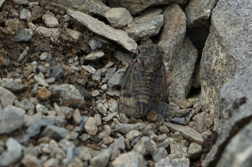 Southern Speargrass Cicada from Beaumont 9689, New Zealand on February ...