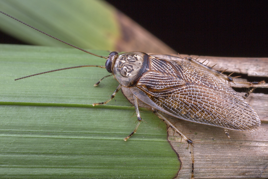 Small-spotted Cockroach (Cockroaches and Termites of the United States ...