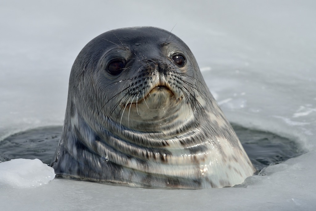 Earless Seals (Phocidae) - Marine Life Identification