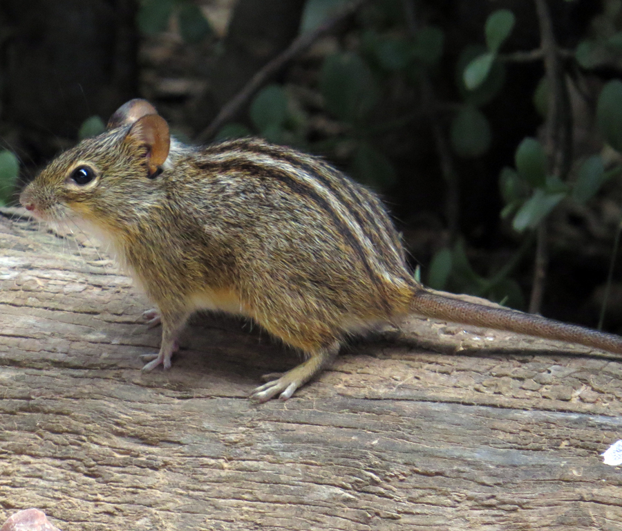Cape Four-striped Grass Mouse from Western District, Südafrika on March ...