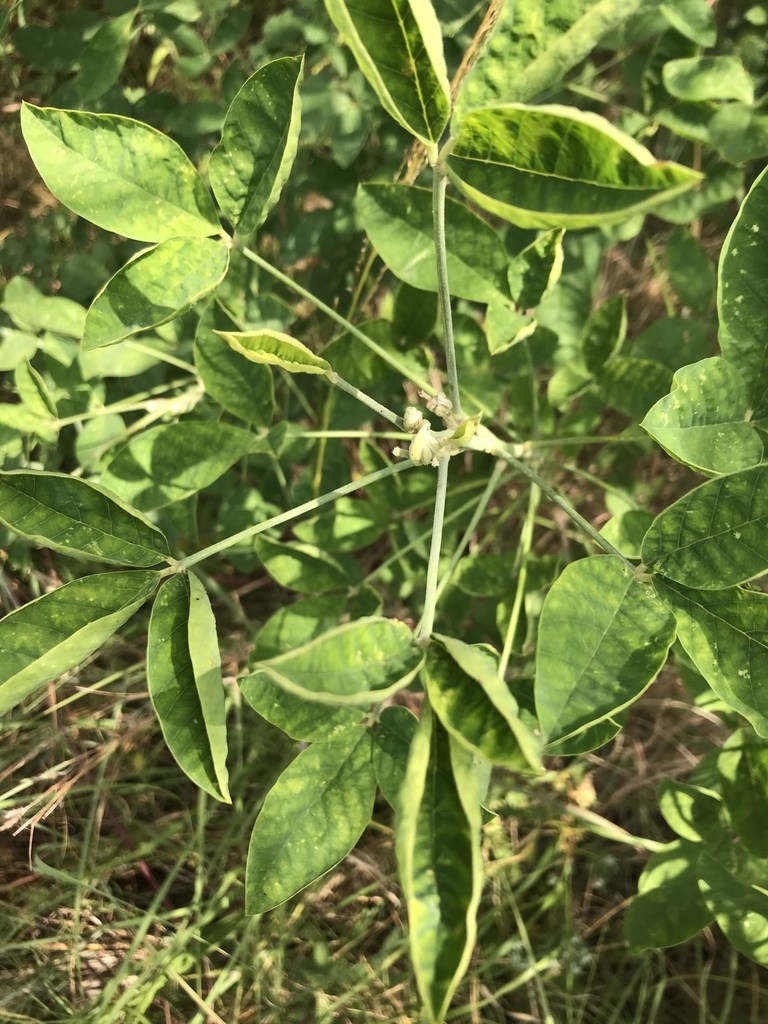 Canary bird bush (Crotalaria agatiflora) - Botanical Realm