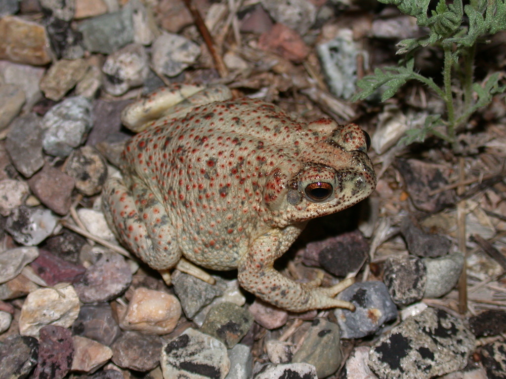 Red-spotted Toad from Pima County, AZ, USA on August 9, 2006 by J.D ...