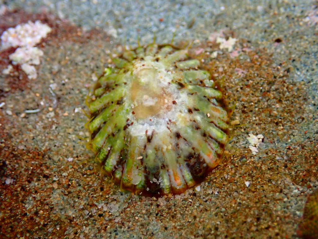 Variegated limpet from Norah Head NSW 2263, Australia on February 22 ...