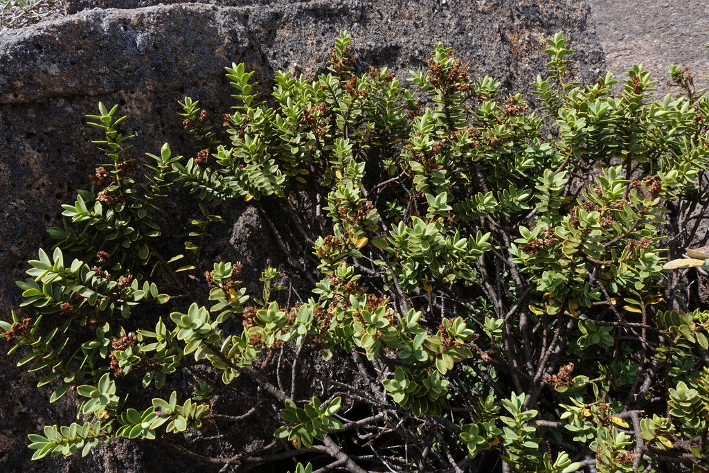 Veronica dilatata in February 2020 by John Barkla. Locally common in ...