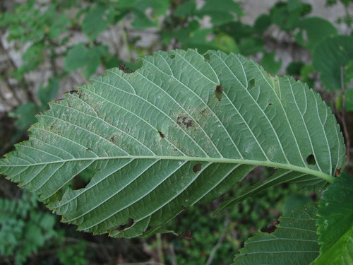Mycosphaerella ulmi · iNaturalist