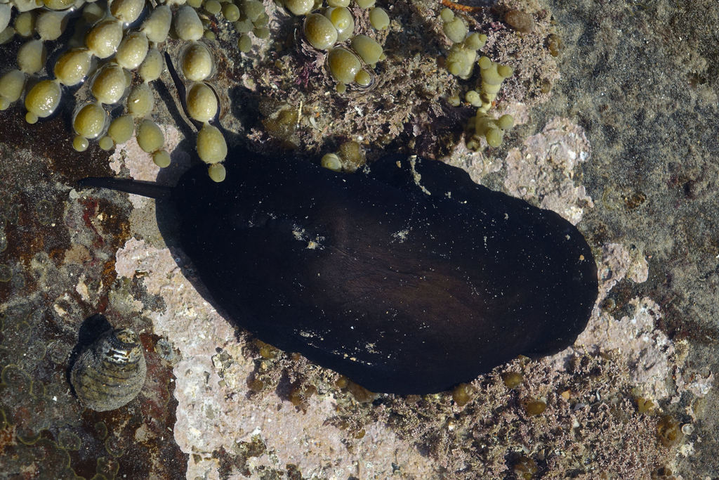 Shield Shell from Waitaki, NZ-OT, NZ on February 23, 2020 at 09:32 AM ...