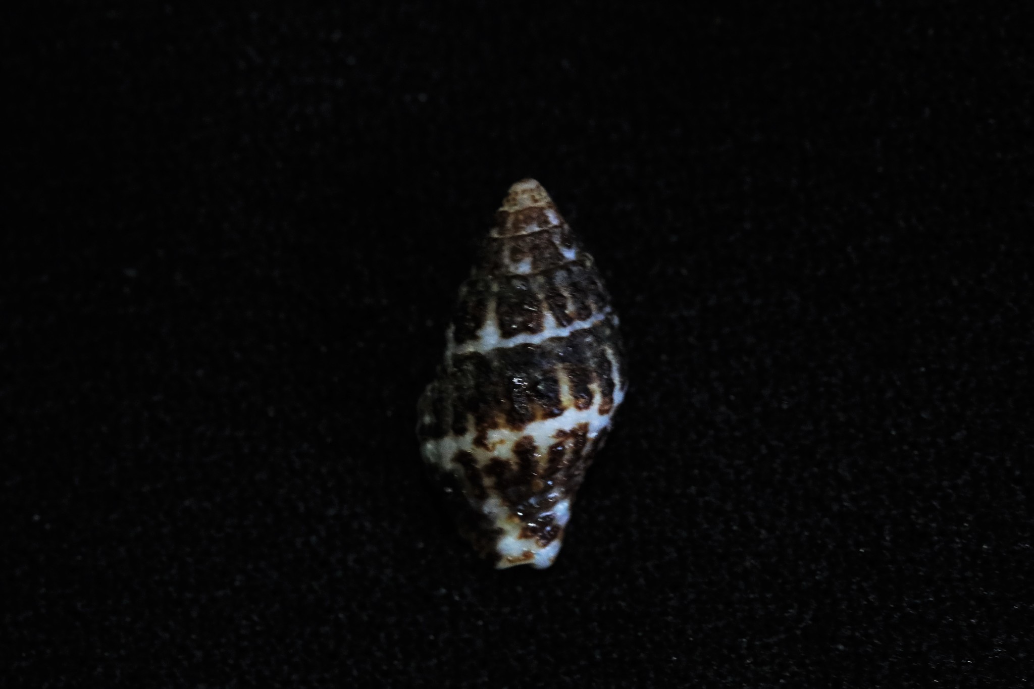 Engina armillata (Reeve, 1846)