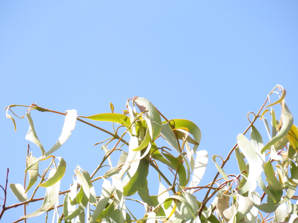 Bulloak Jewel from Leyburn QLD 4365, Australia on March 1, 2026 at 10: ...