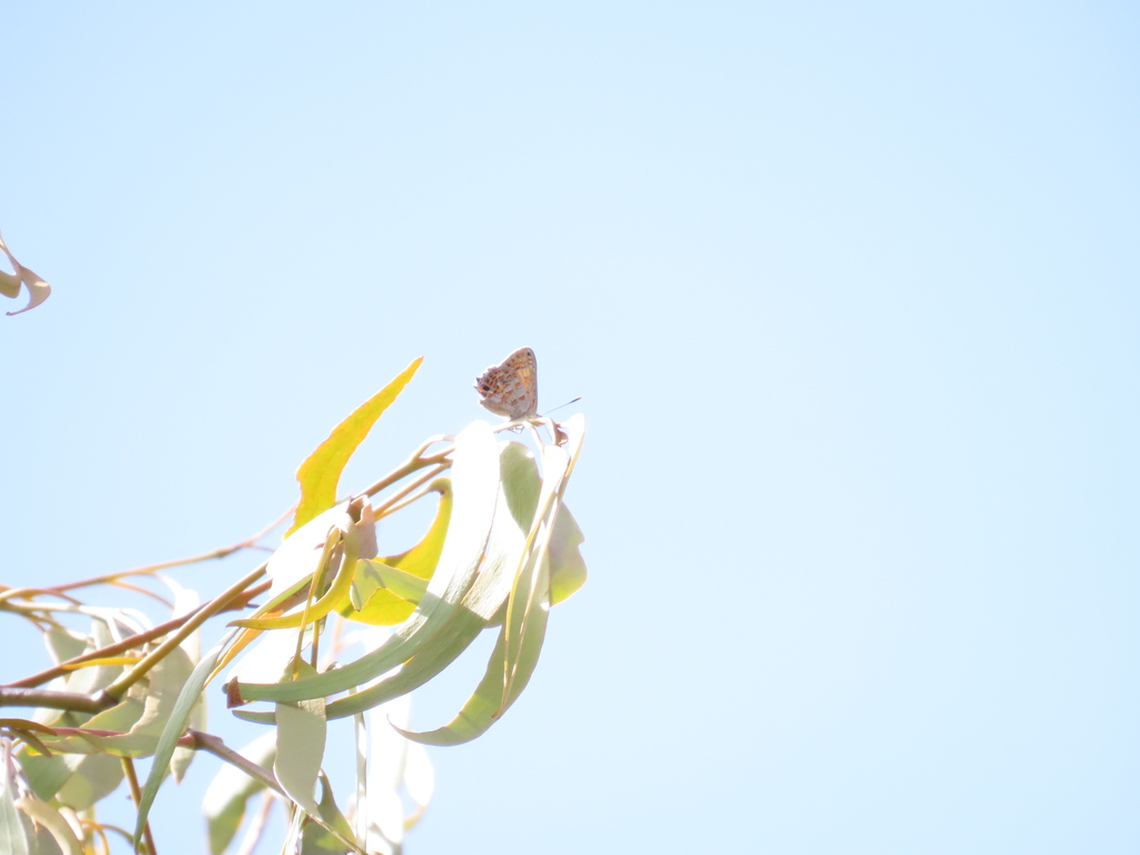Bulloak Jewel from Leyburn QLD 4365, Australia on March 1, 2026 at 10: ...