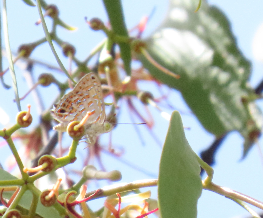 Bulloak Jewel from Leyburn QLD 4365, Australia on March 01, 2026 at 10: ...