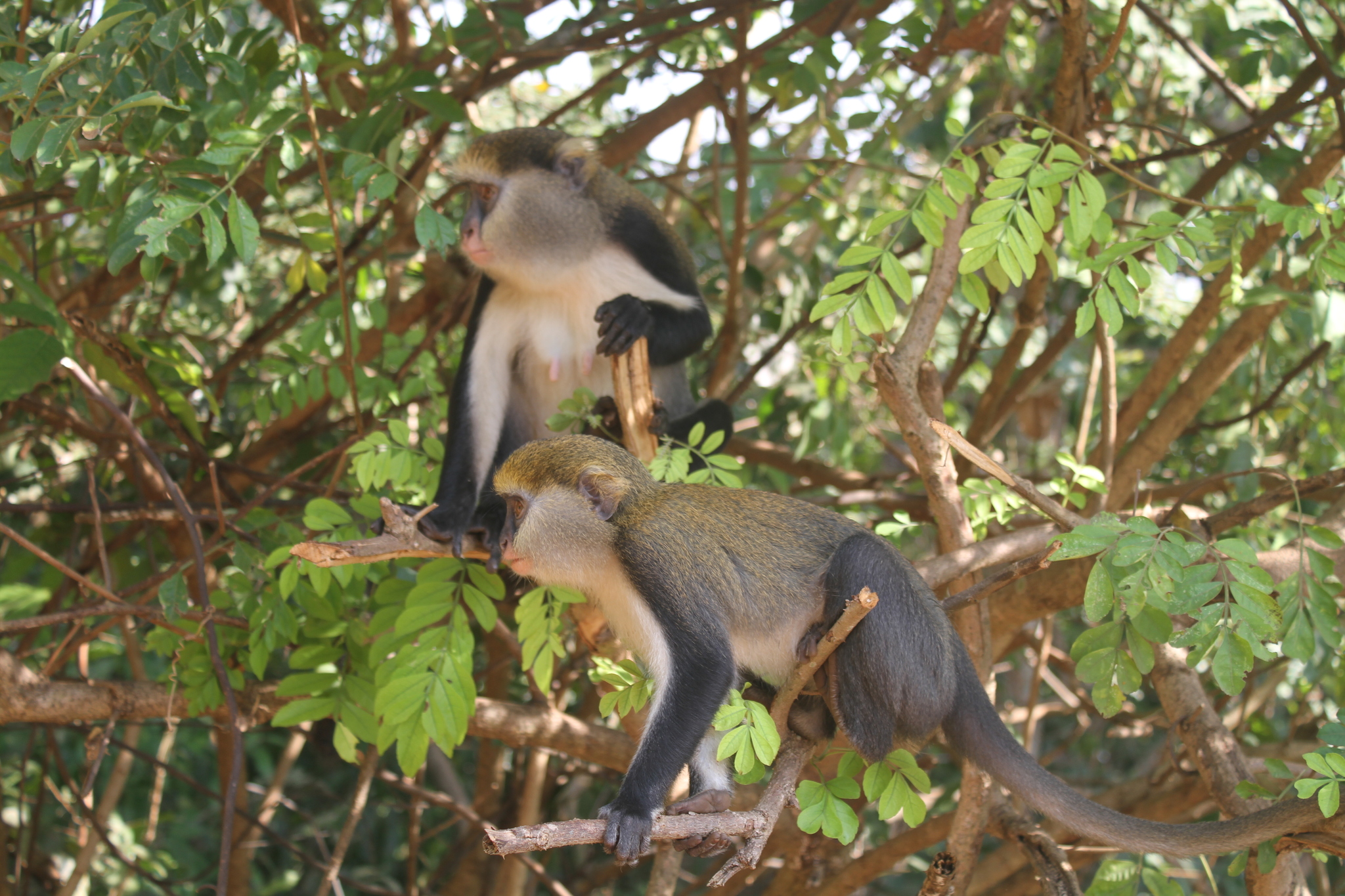 Cercopithecus lowei Thomas, 1923